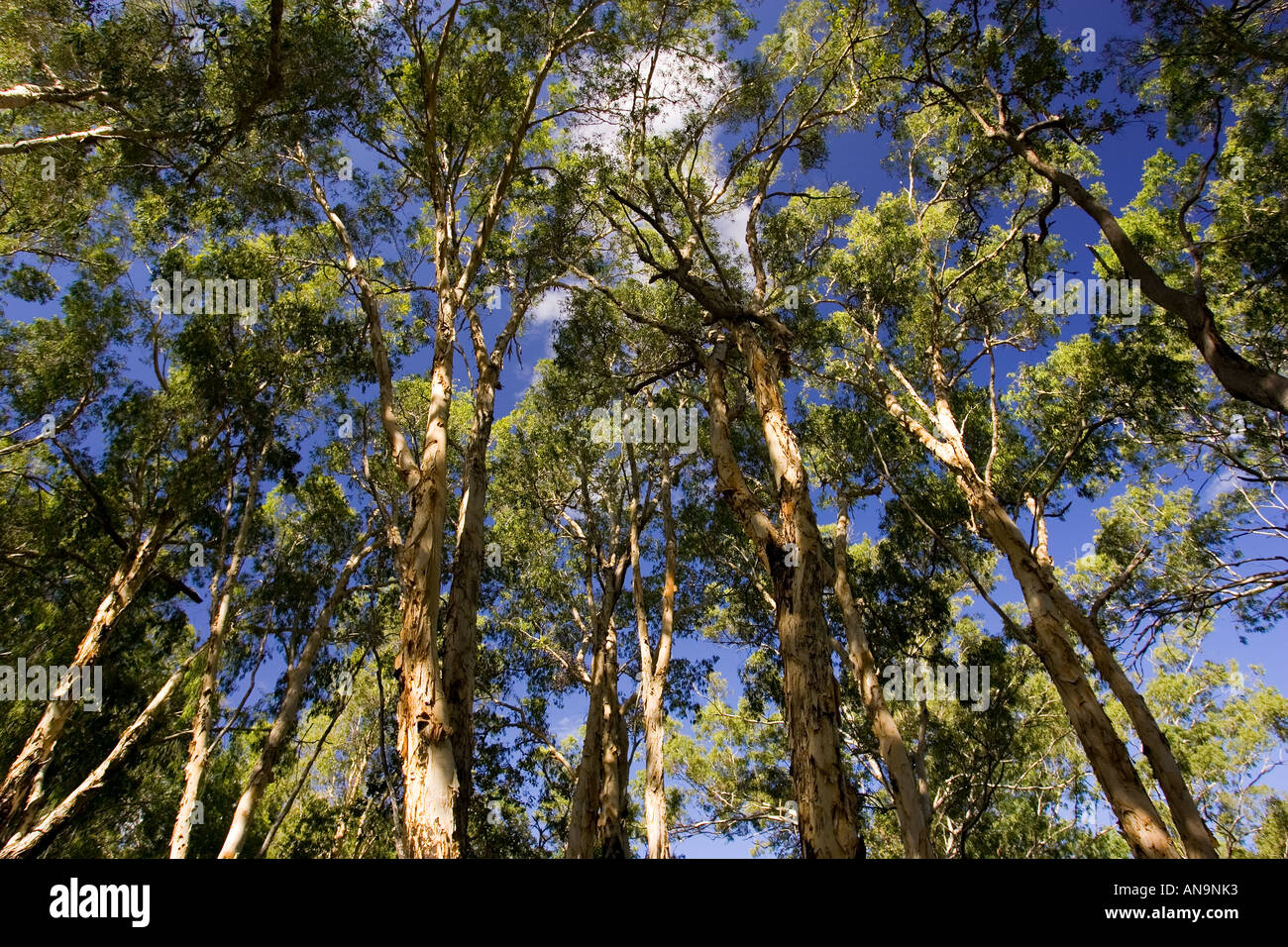 Swamp tea trees hi-res stock photography and images - Alamy