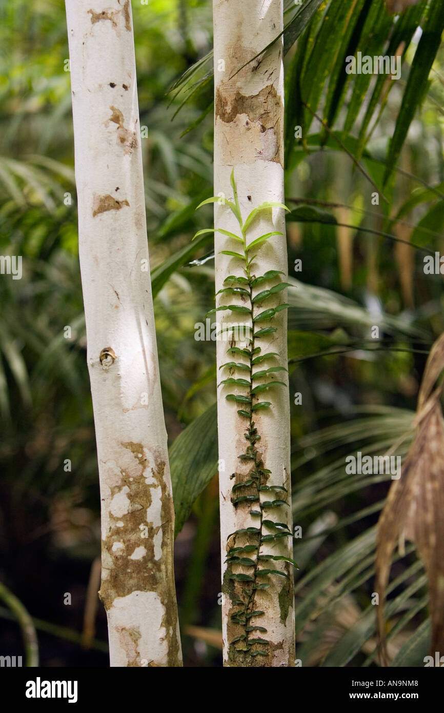 Rainforest candle vine grows on tree trunk Daintree Rainforest ...