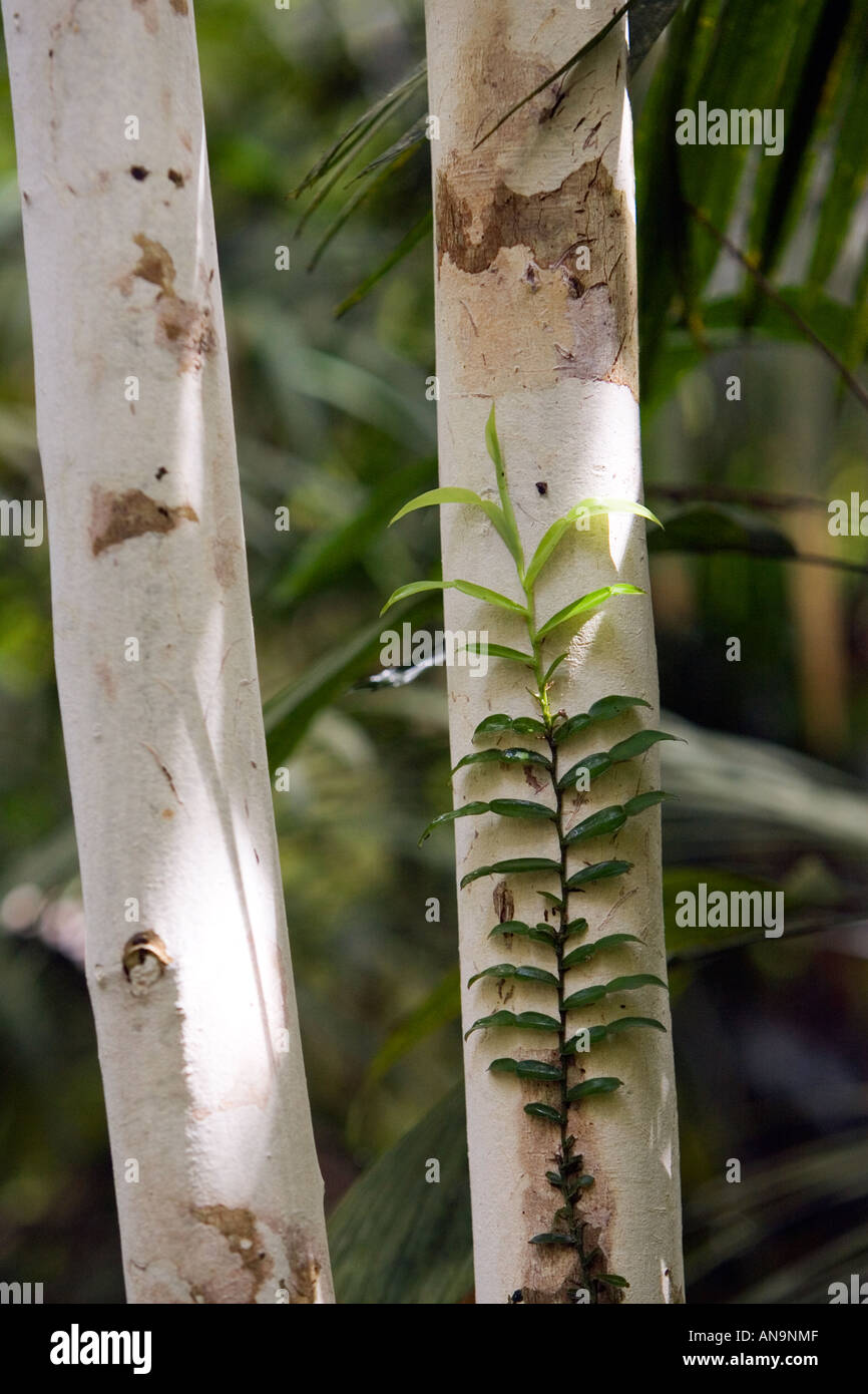 Rainforest candle vine grows on tree trunk Daintree Rainforest ...