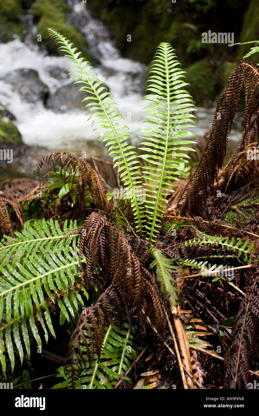 Fern in Daintree rainforest Queensland Australia Stock Photo - Alamy