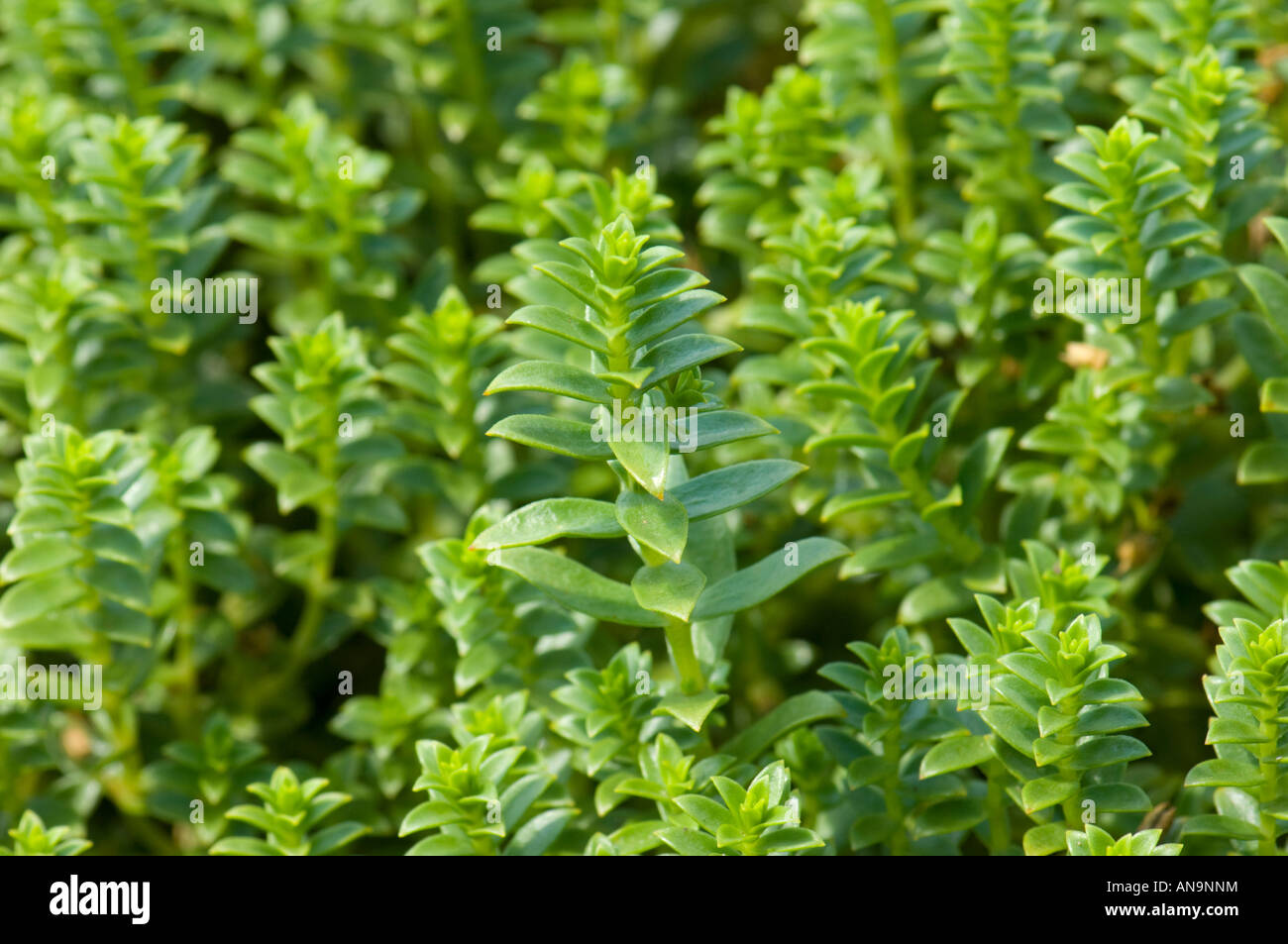 Strand salzm hi-res stock photography and images - Alamy