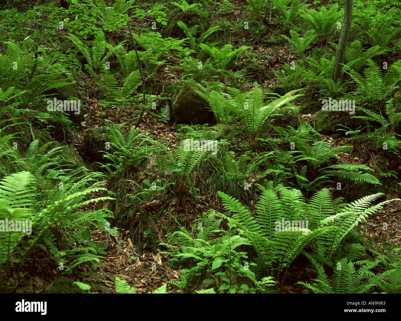 Leafy ferns hi-res stock photography and images - Alamy