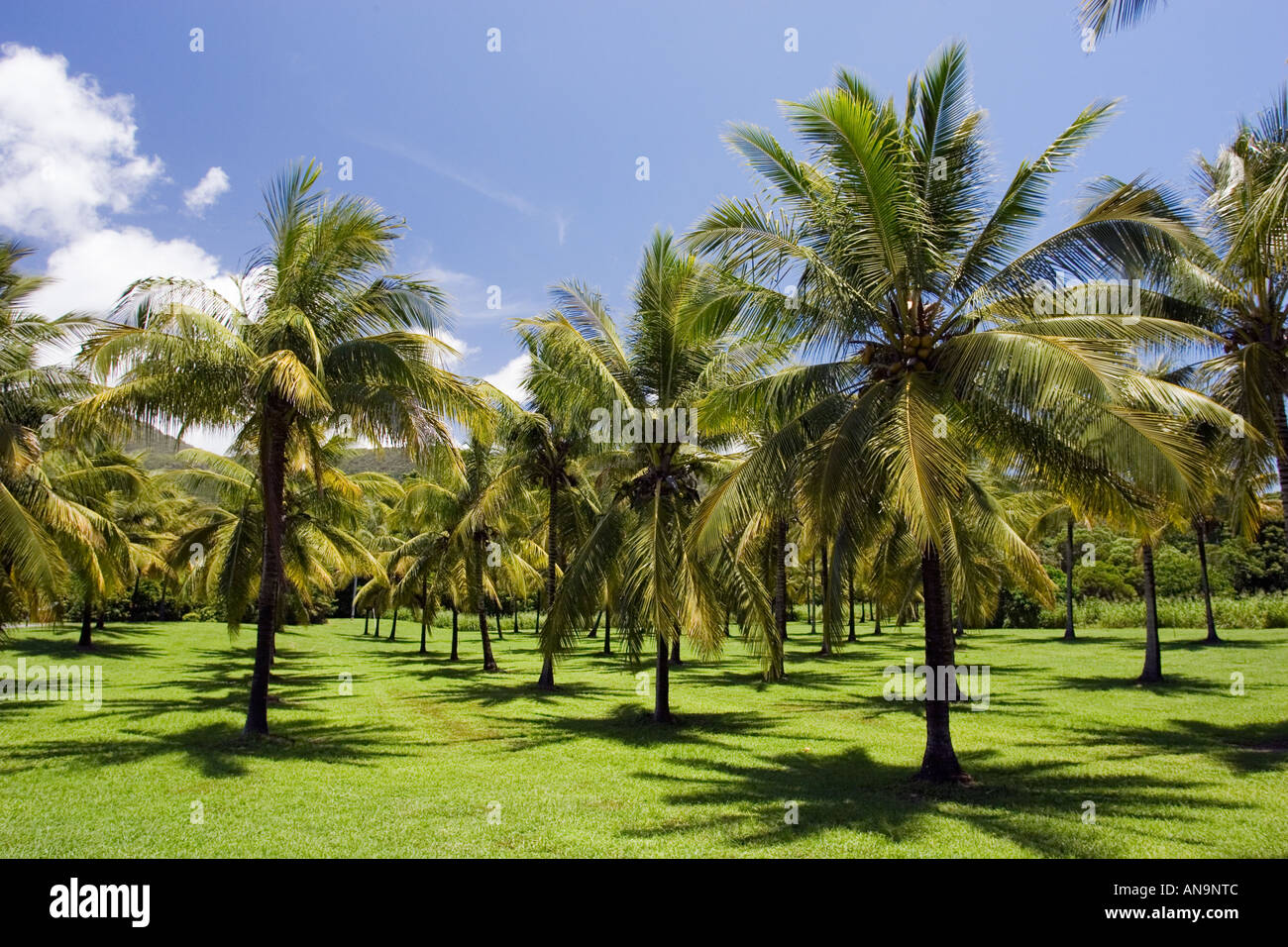 Palm trees in the Thala Beach area of Port Douglas Australia Stock ...