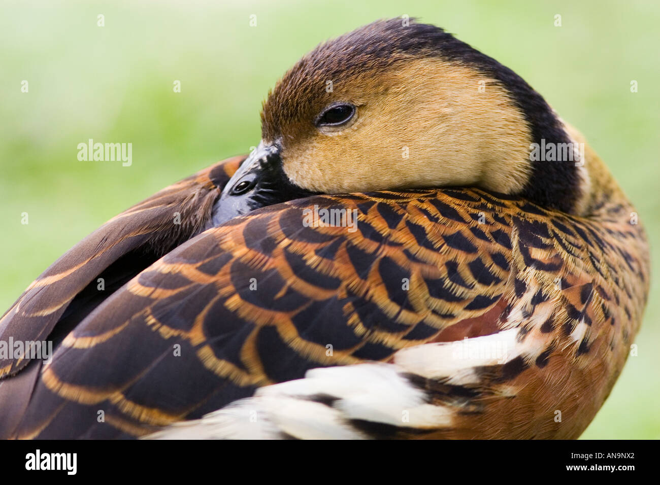 Wandering Whistling duck Queensland Australia Stock Photo - Alamy