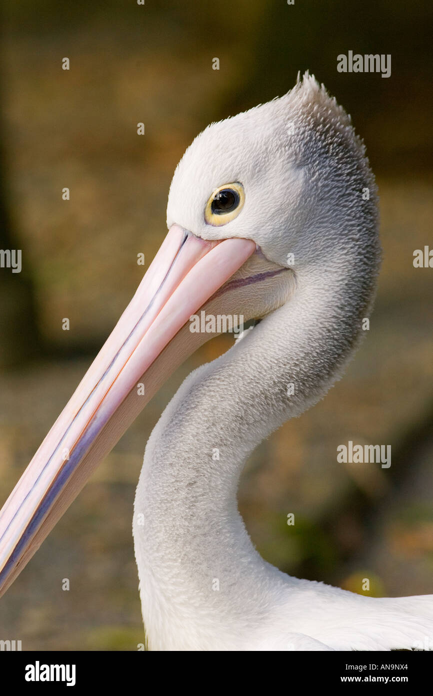 Australian long necked bird hi-res stock photography and images - Alamy