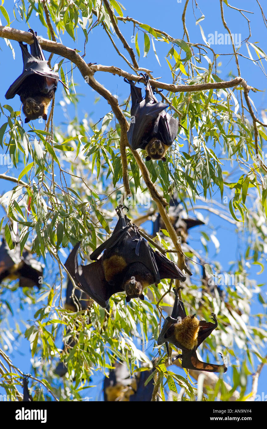 Colony of Spectacled Flying fox bats roosting Port Douglas Queensland ...