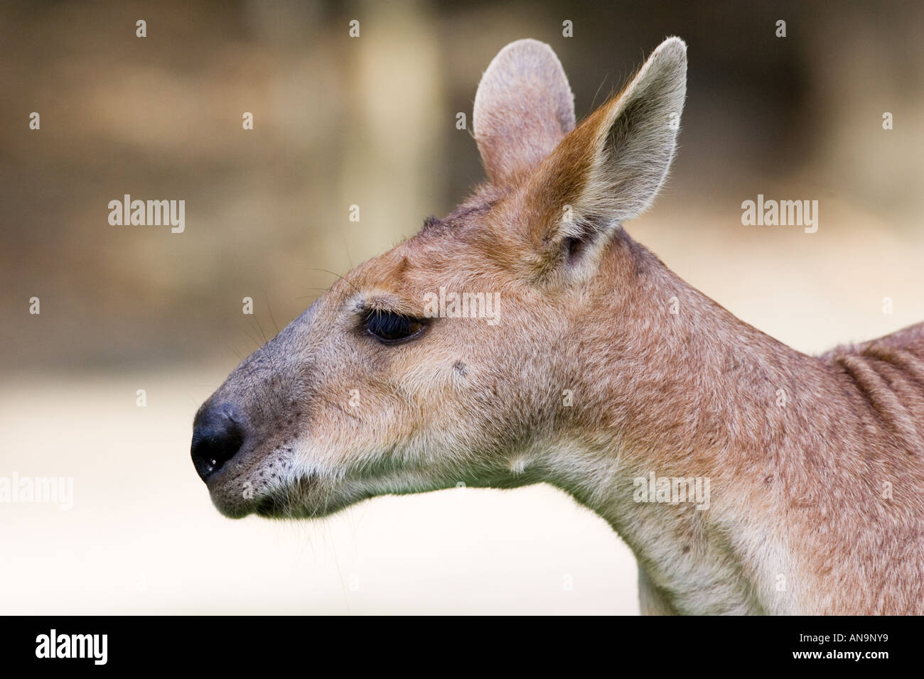 Antilopine Wallaroo Queensland Australia Stock Photo - Alamy
