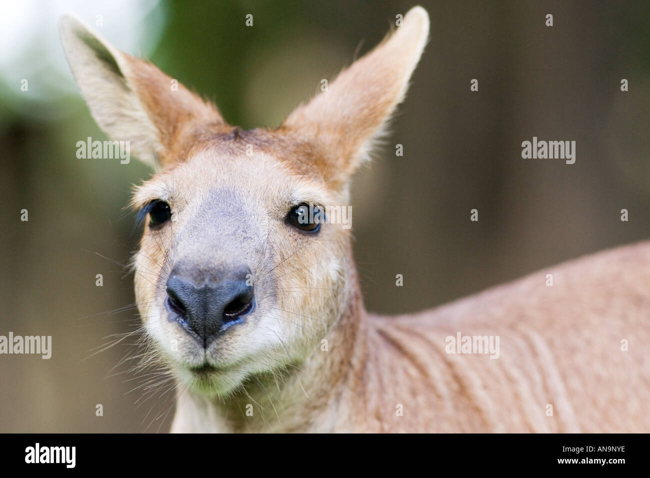 Antilopine Wallaroo Queensland Australia Stock Photo - Alamy