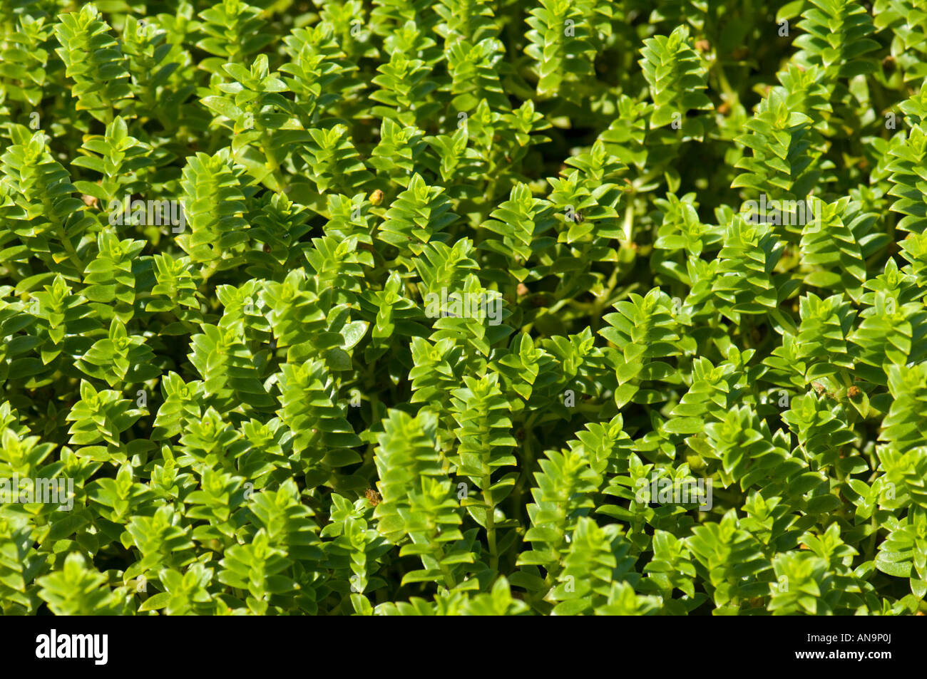 seaside sandplant Honckenya Peploides strand-Salzmire Sea Sandwort ...