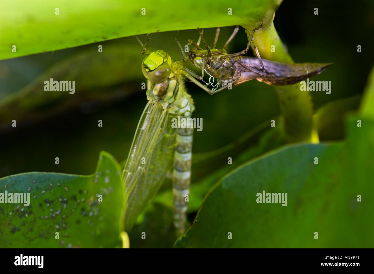 Dragonfly Eggs Hatching