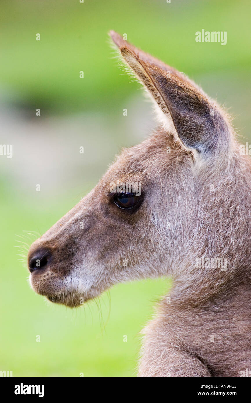 Antilopine wallaroo hi-res stock photography and images - Alamy