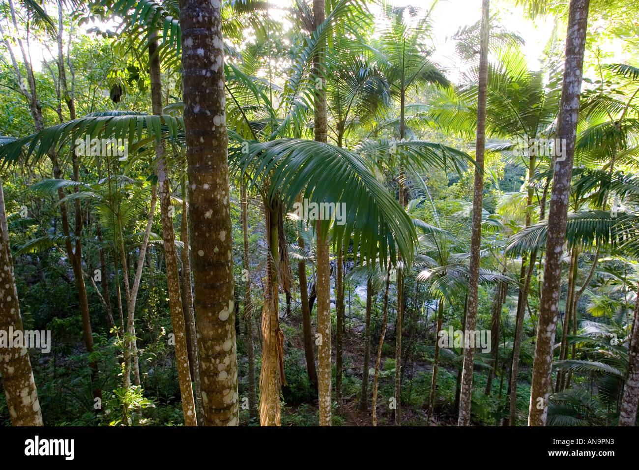 Daintree rainforest canopy hi-res stock photography and images - Alamy