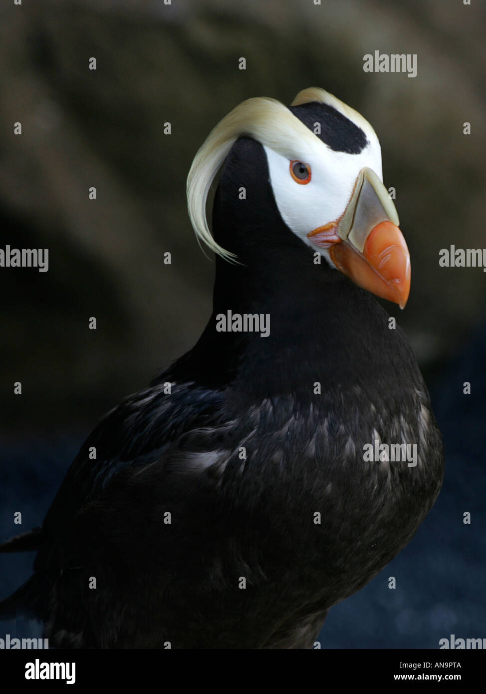 Head shot of a tufted puffin Stock Photo - Alamy