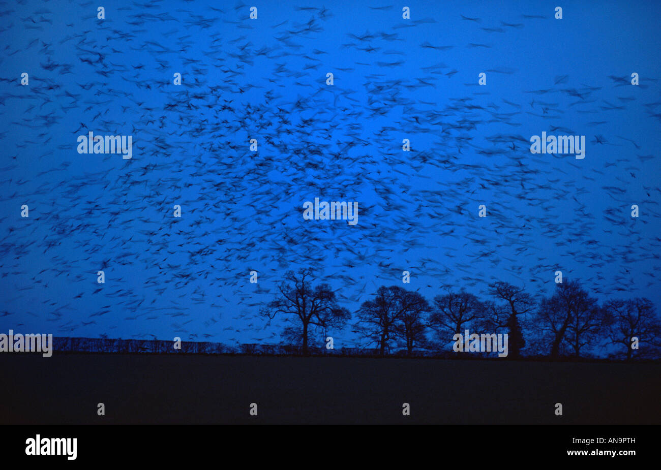 Winter roost flock of rooks Corvus frugilegus in flight at dusk Norfolk ...