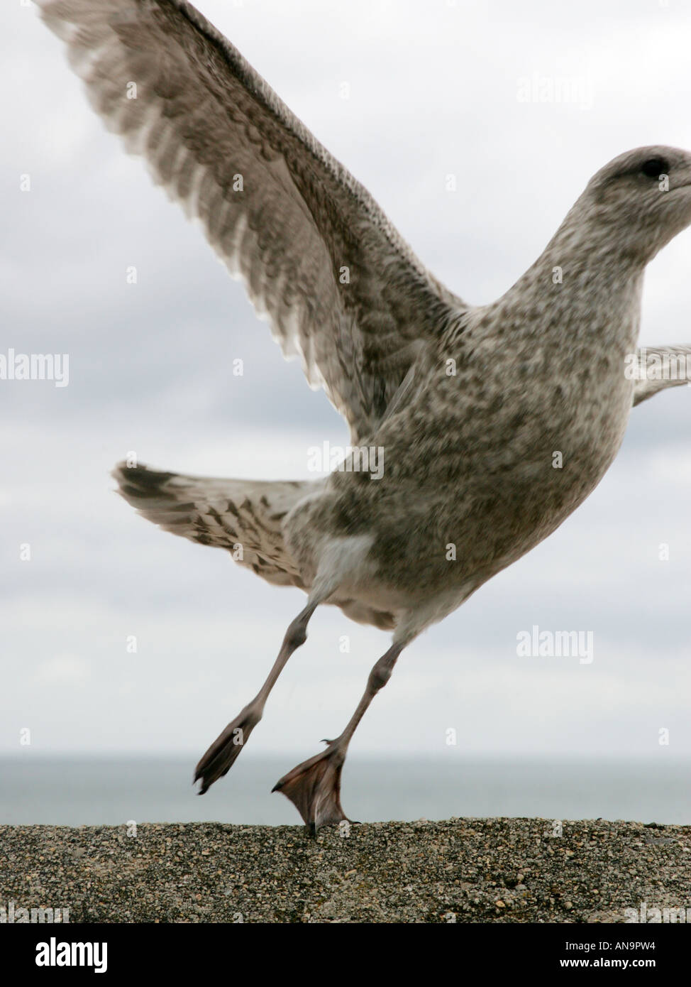 Scared seagull hi-res stock photography and images - Alamy