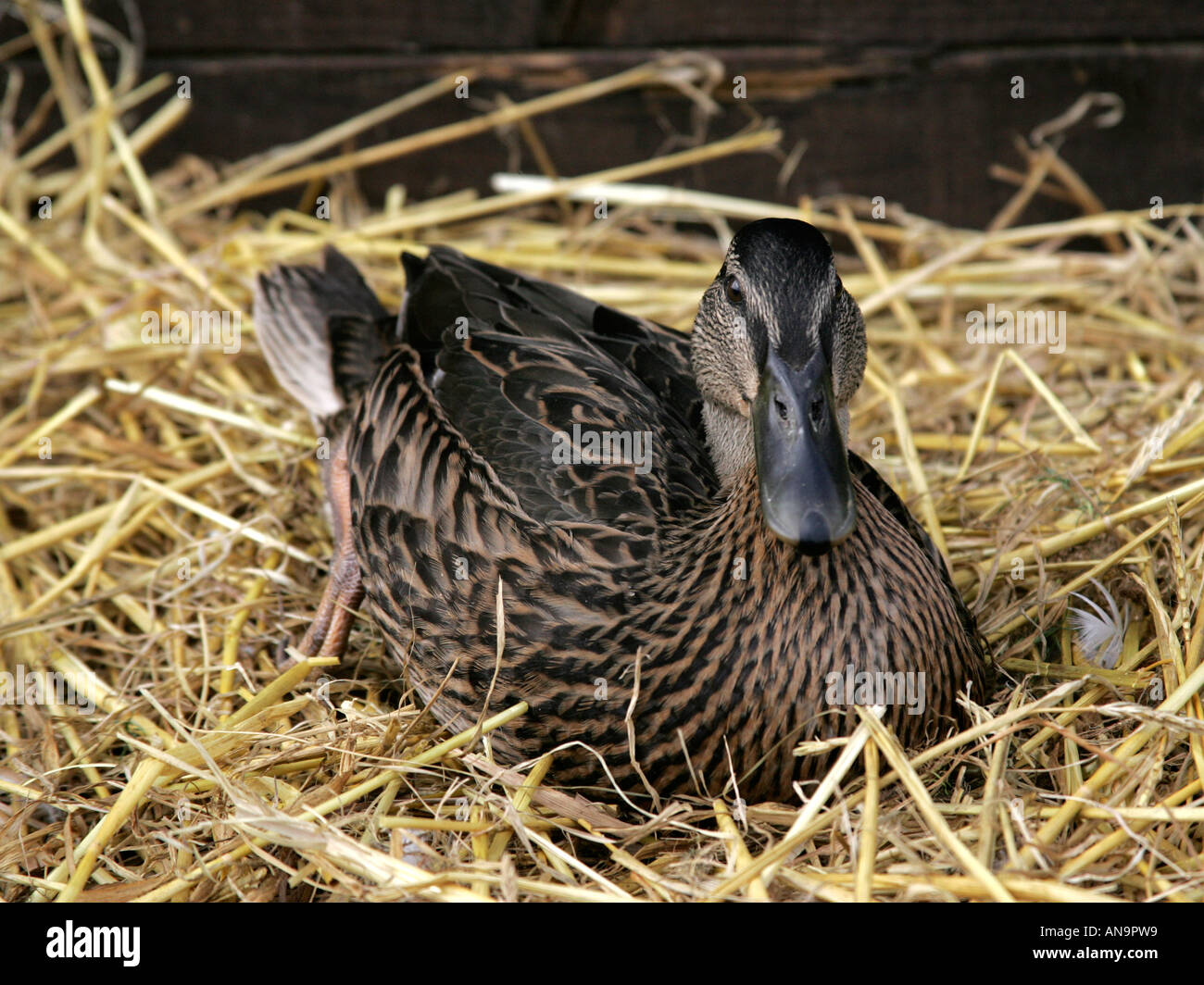 Instraw hi-res stock photography and images - Alamy