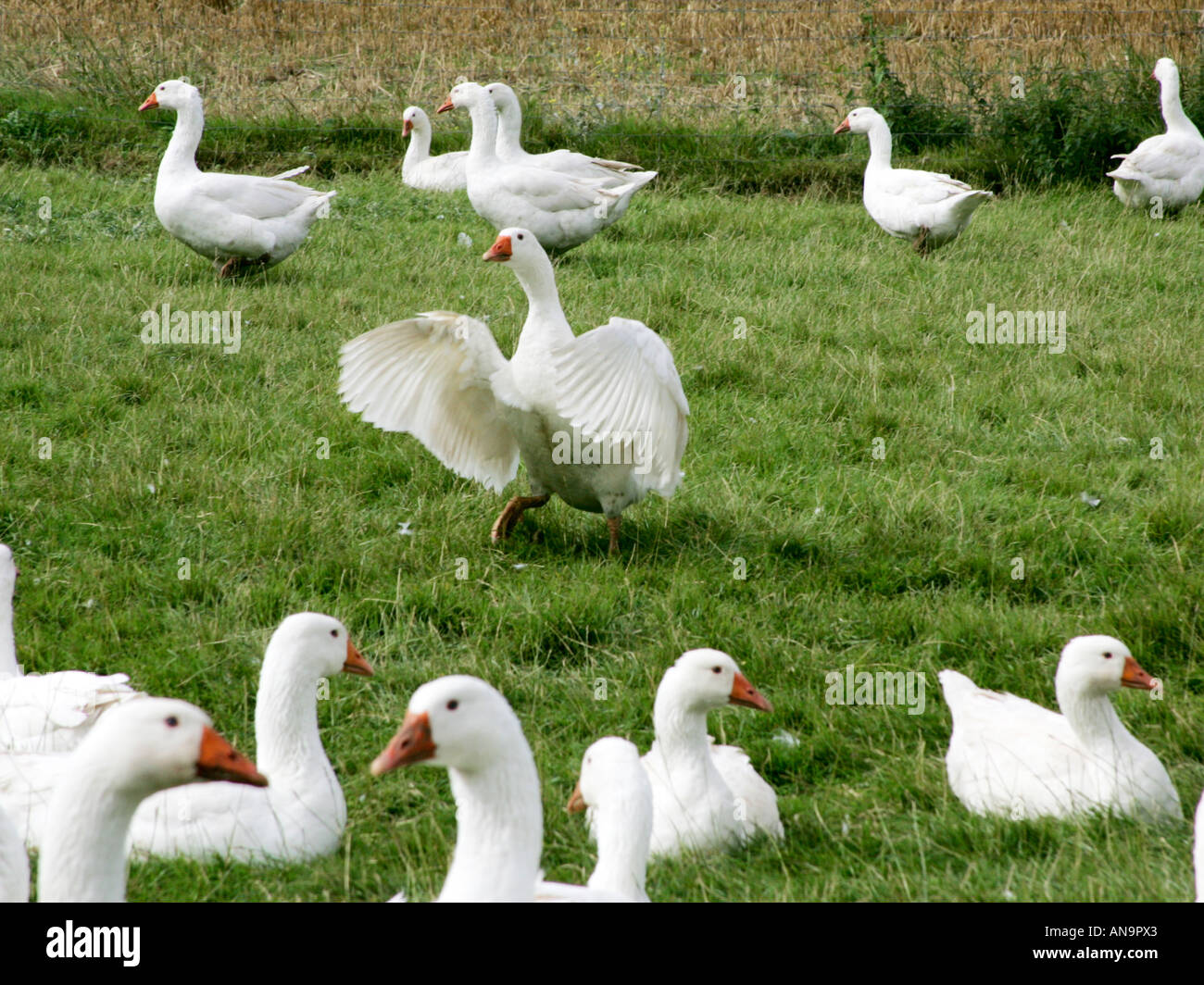 Goose patrol hi-res stock photography and images - Alamy