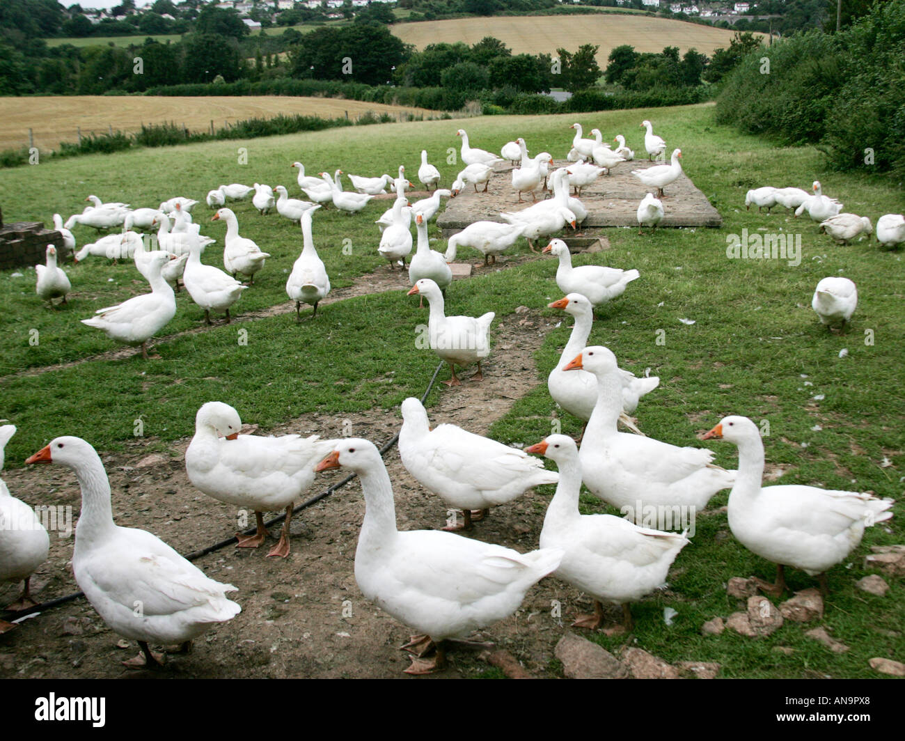 Geese as guards hi-res stock photography and images - Alamy