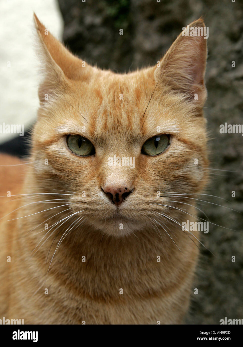 A portrait of a ginger tabby cat Stock Photo - Alamy