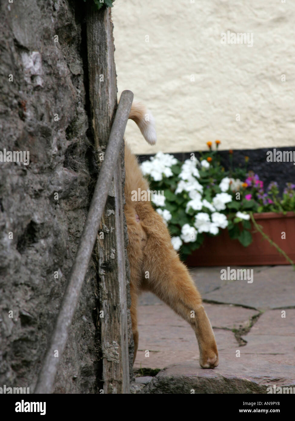 Cat disappearing around a corner Stock Photo - Alamy