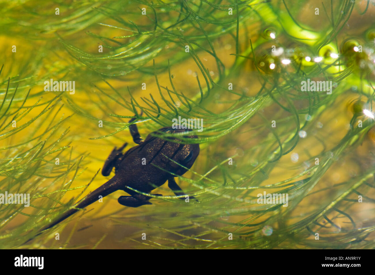 frog larvae tadpole stadium animal amphibian biotope ecosystem plant ...