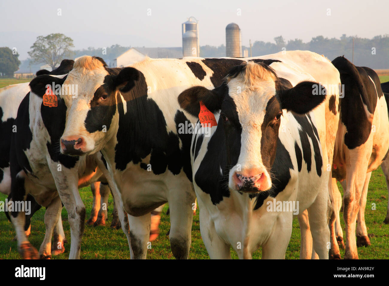 Holstein farm usa hi-res stock photography and images - Alamy