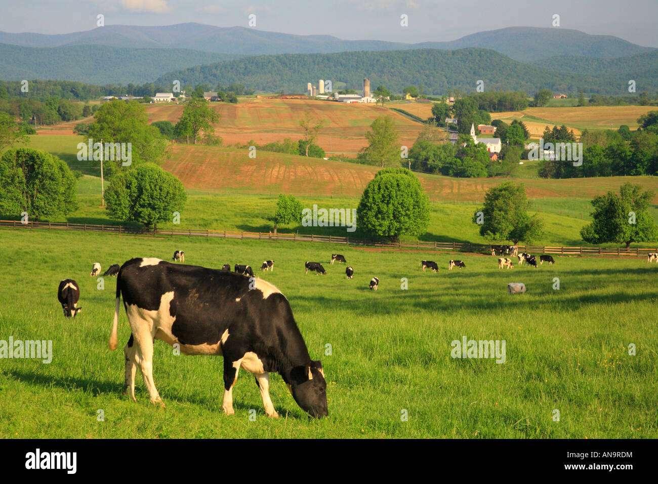 Holstein Dairy Cows in the Shenandoah Valley of Virginia, USA Stock ...