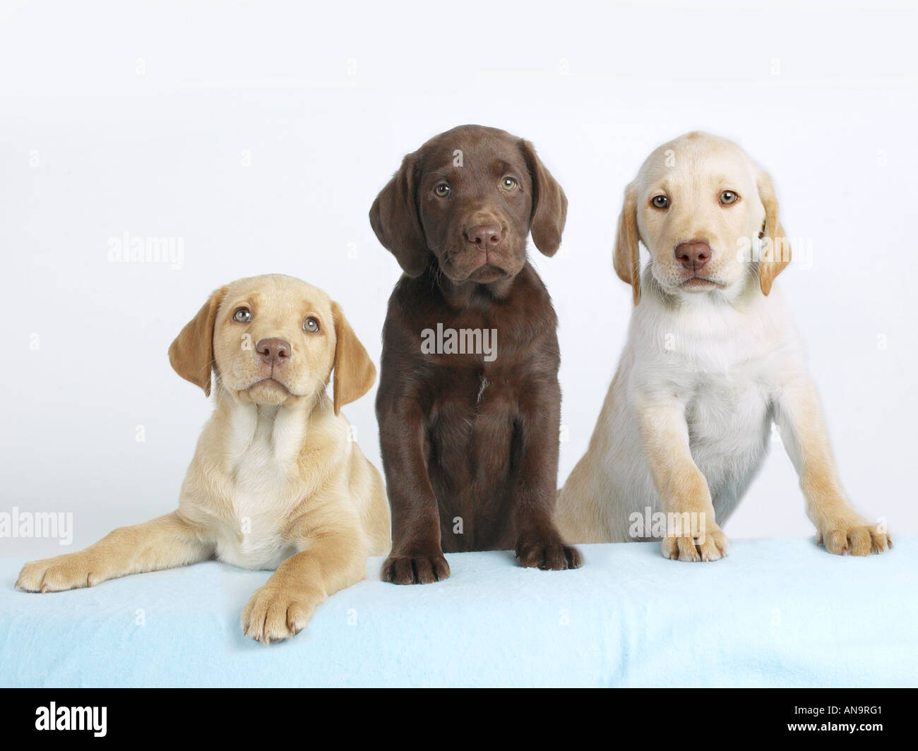 Three labrador puppies Stock Photo - Alamy