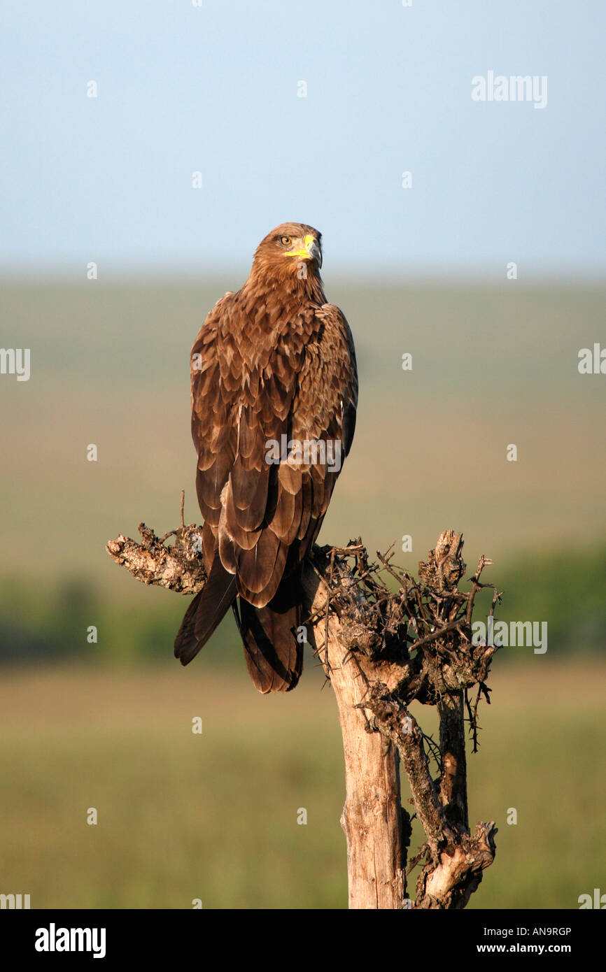 Eagle sitting on stump hi-res stock photography and images - Alamy