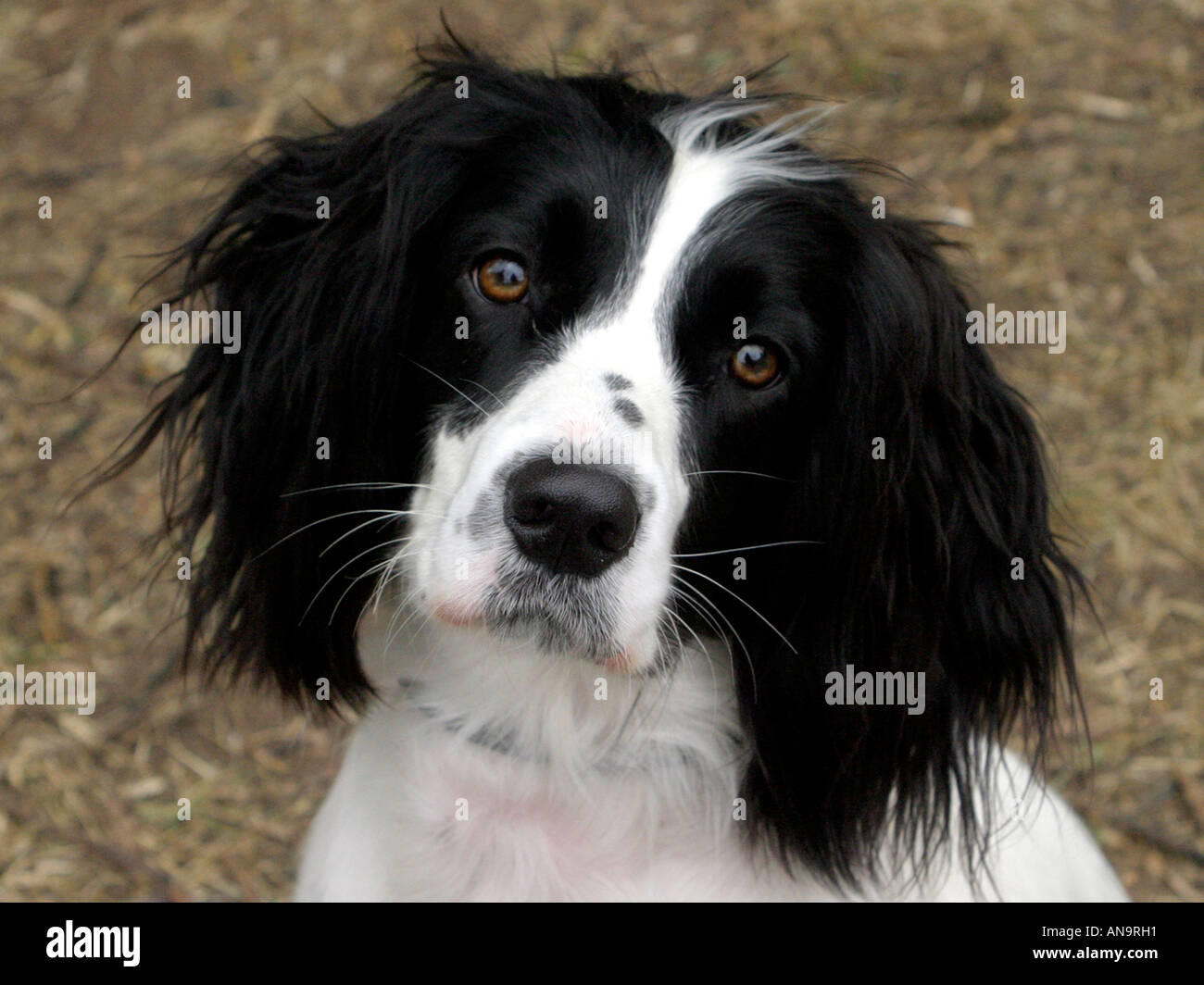Springer spaniel looking sad and unhappy Stock Photo - Alamy