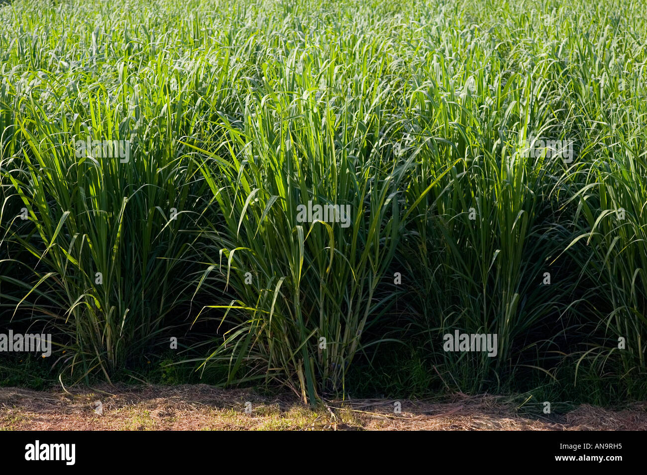 Sugar cane paddock Freshwater Connection Australia Stock Photo - Alamy
