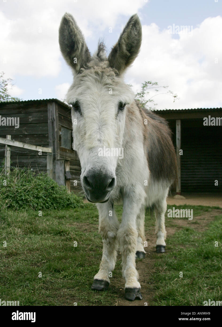 Front view of a donkey in a field Stock Photo - Alamy