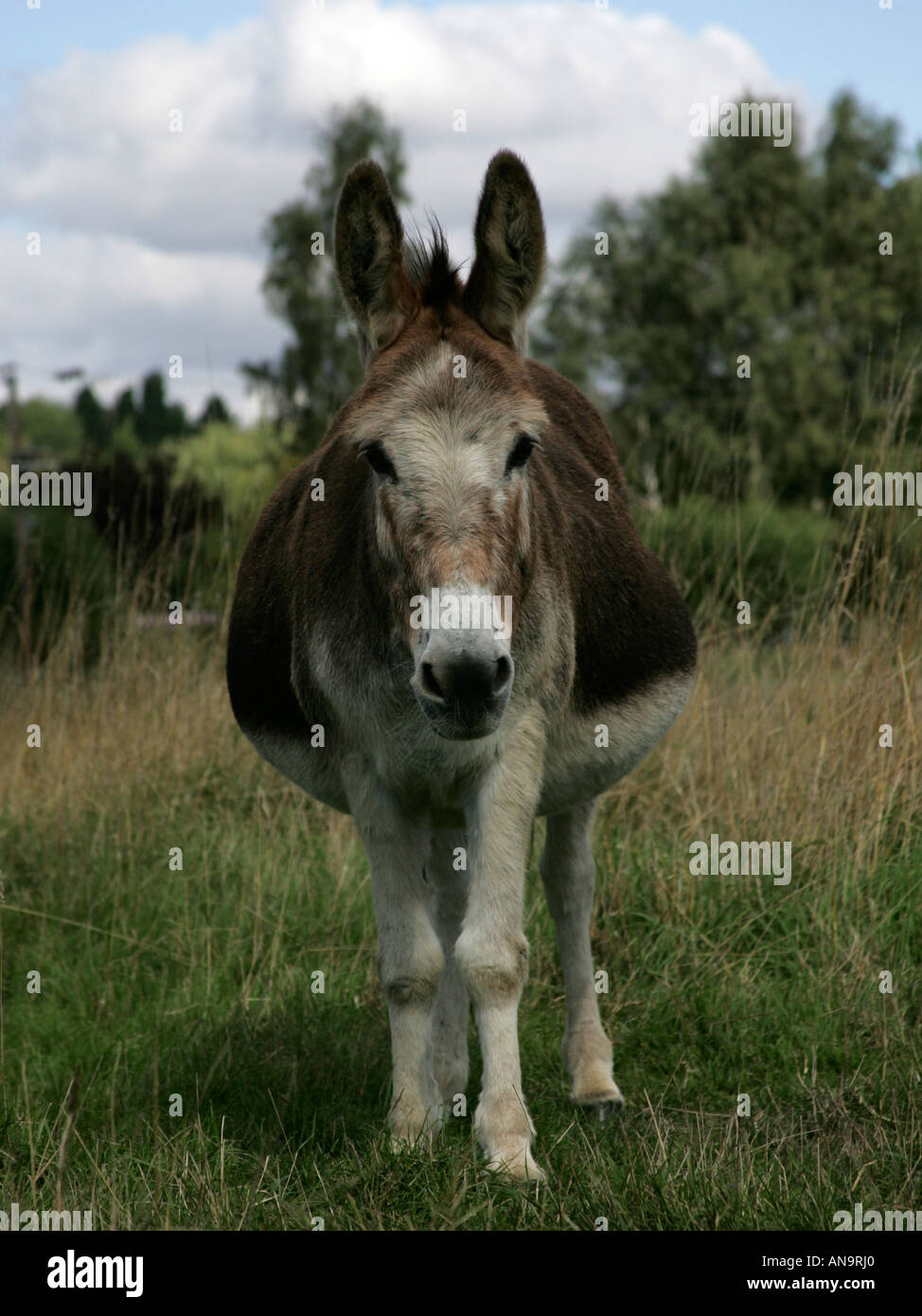 Front view of a donkey Stock Photo - Alamy