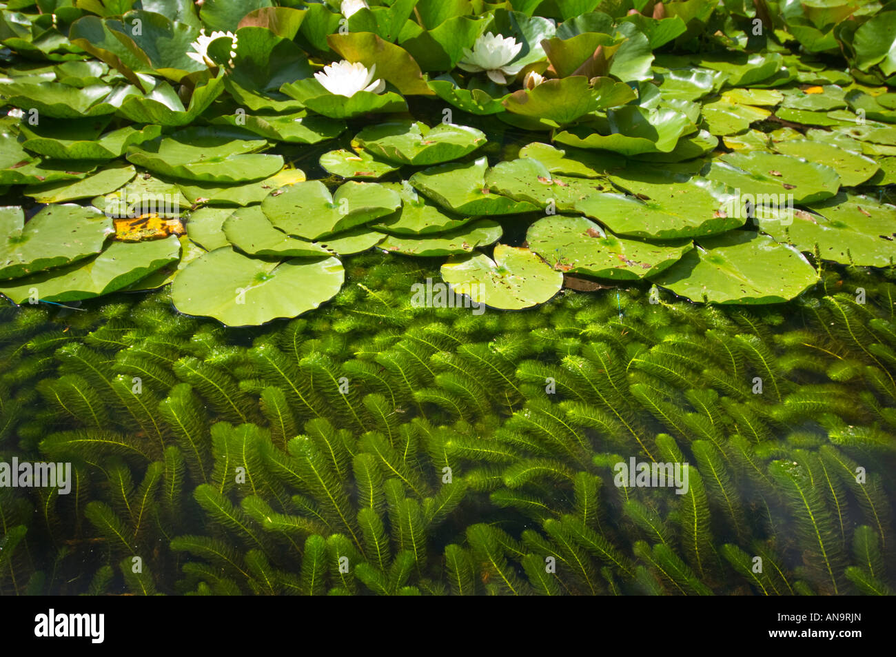 Pond Ecosystem Plants