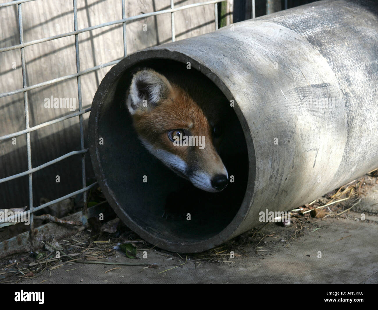 Fox peering out from a pipe half-hidden Stock Photo - Alamy