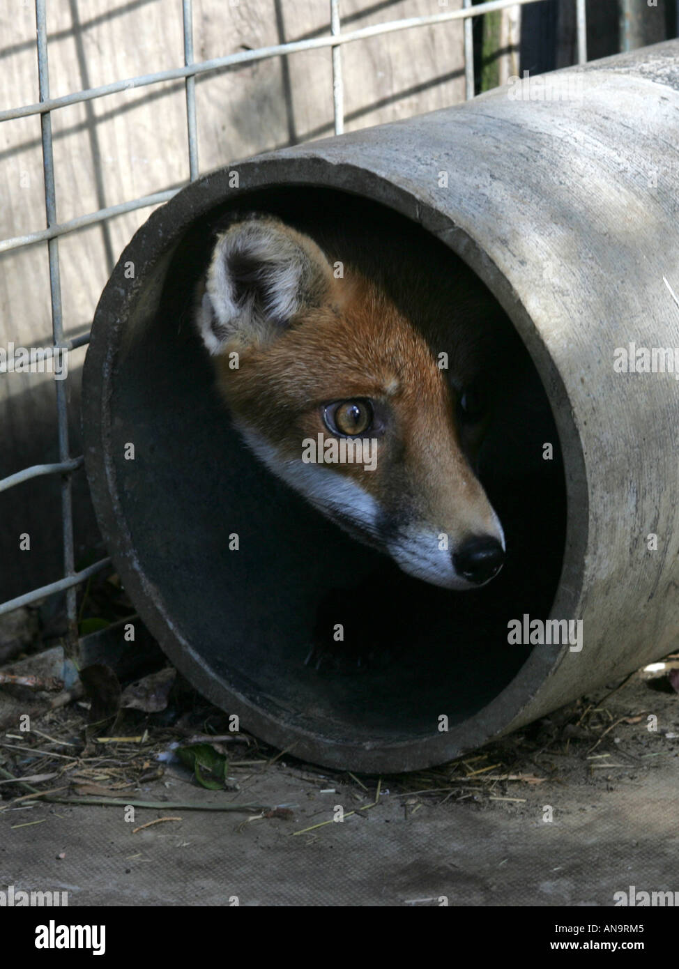 Fox peering out from a pipe half-hidden Stock Photo - Alamy