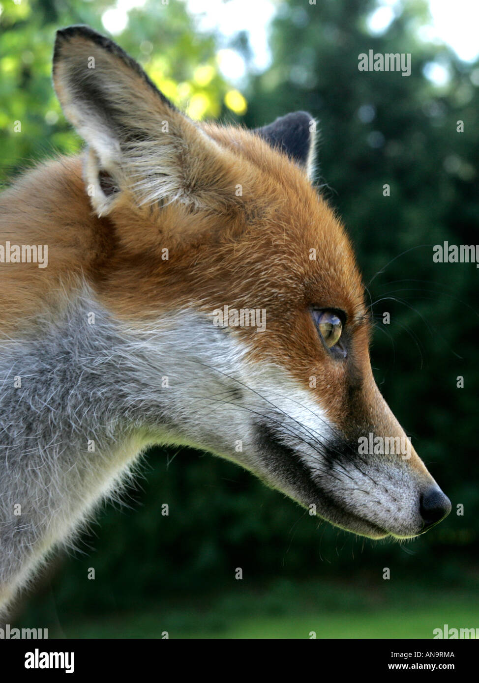 Fox nose hi-res stock photography and images - Alamy