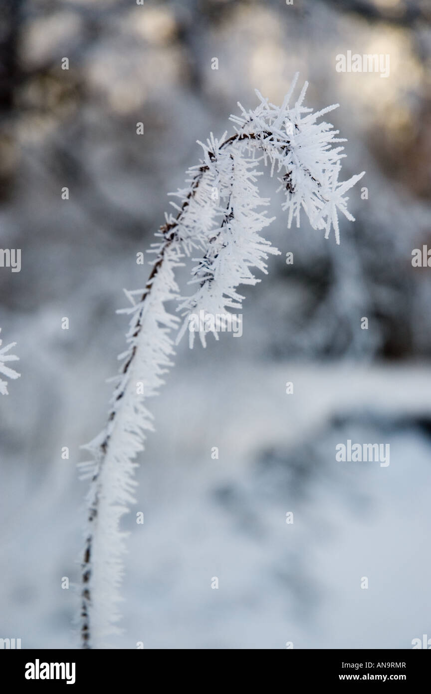 Hoarfrost formed on vegetation Stock Photo - Alamy