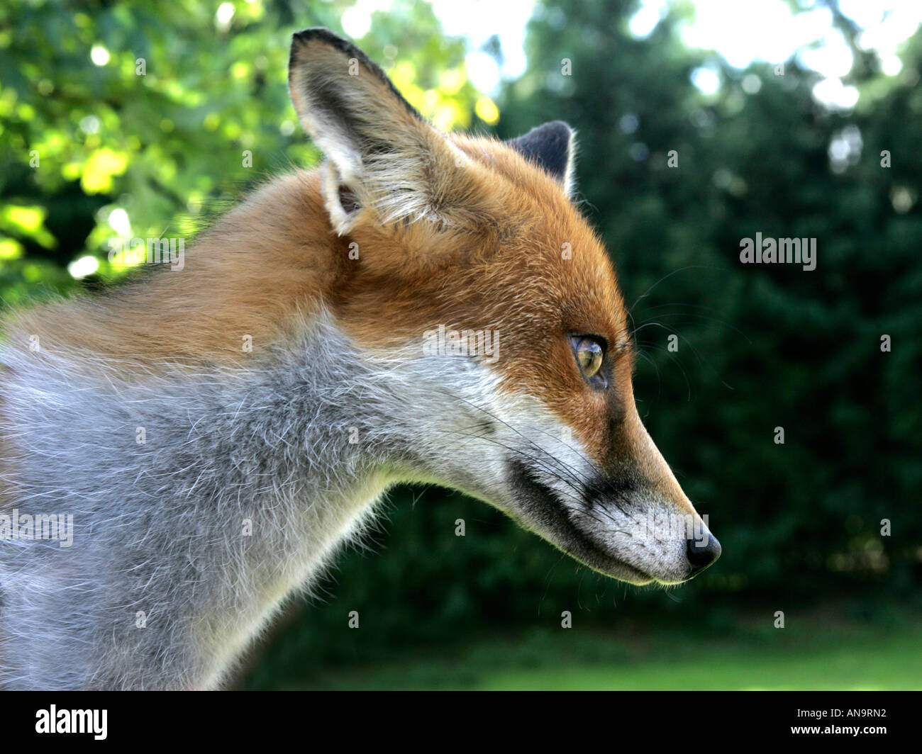 The head of a fox Stock Photo - Alamy