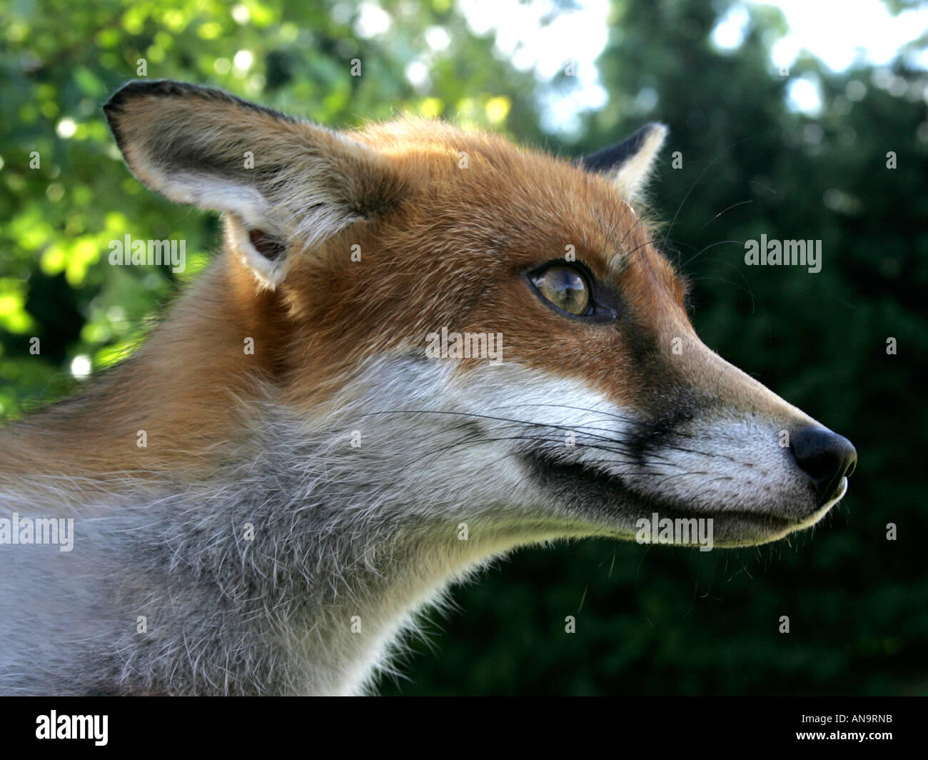 Ginger fox hi-res stock photography and images - Alamy