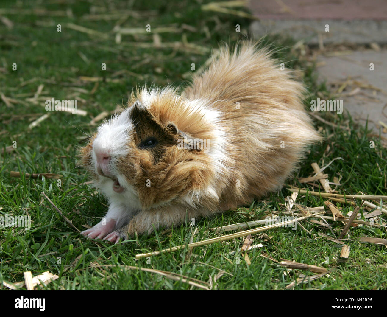 A guinea pig stretching and yawning Stock Photo - Alamy