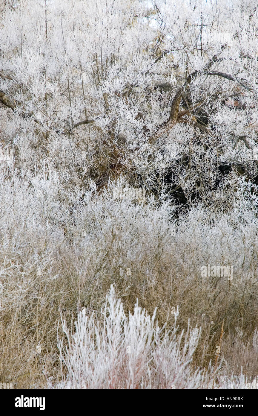Hoarfrost formed on vegetation Stock Photo - Alamy