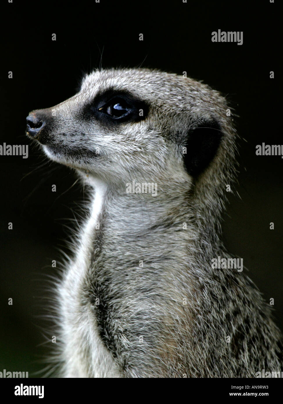 Meer Cat Cute High Resolution Stock Photography and Images - Alamy