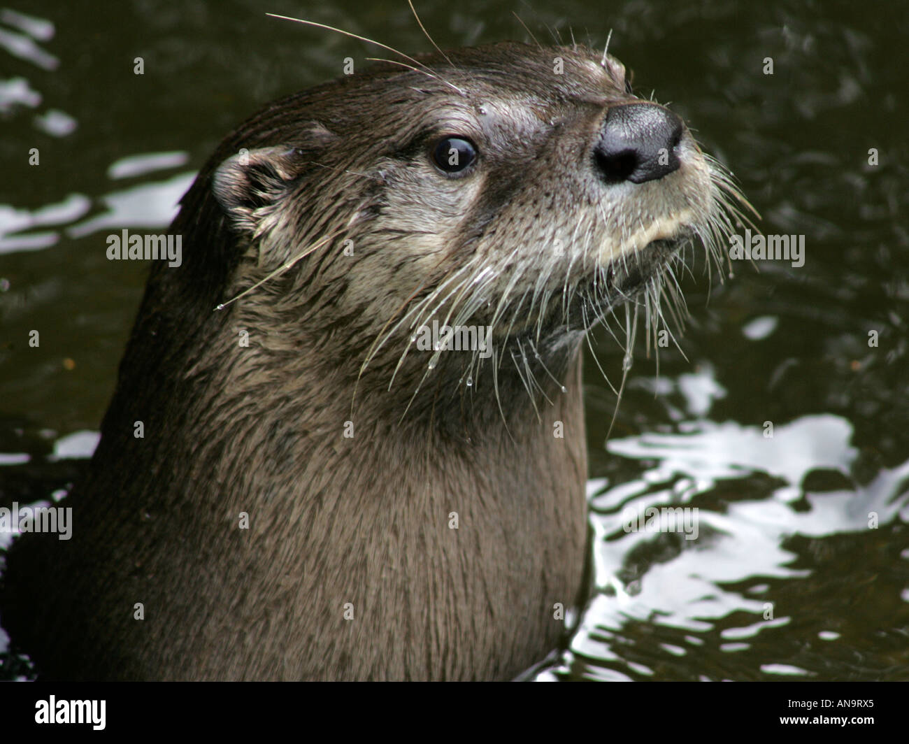 Face of an otter Stock Photo - Alamy