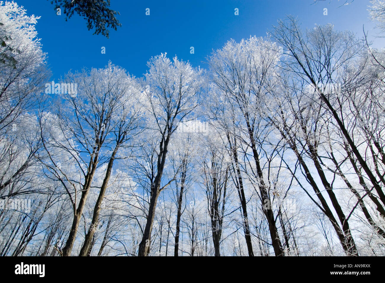 Hoarfrost formed on vegetation Stock Photo - Alamy