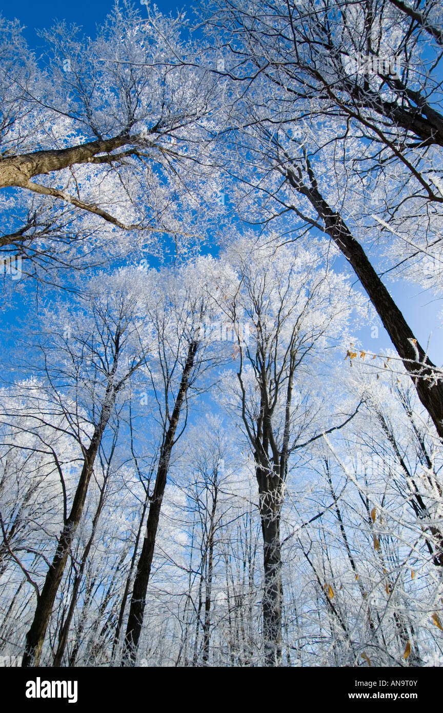 Hoarfrost formed on vegetation Stock Photo - Alamy