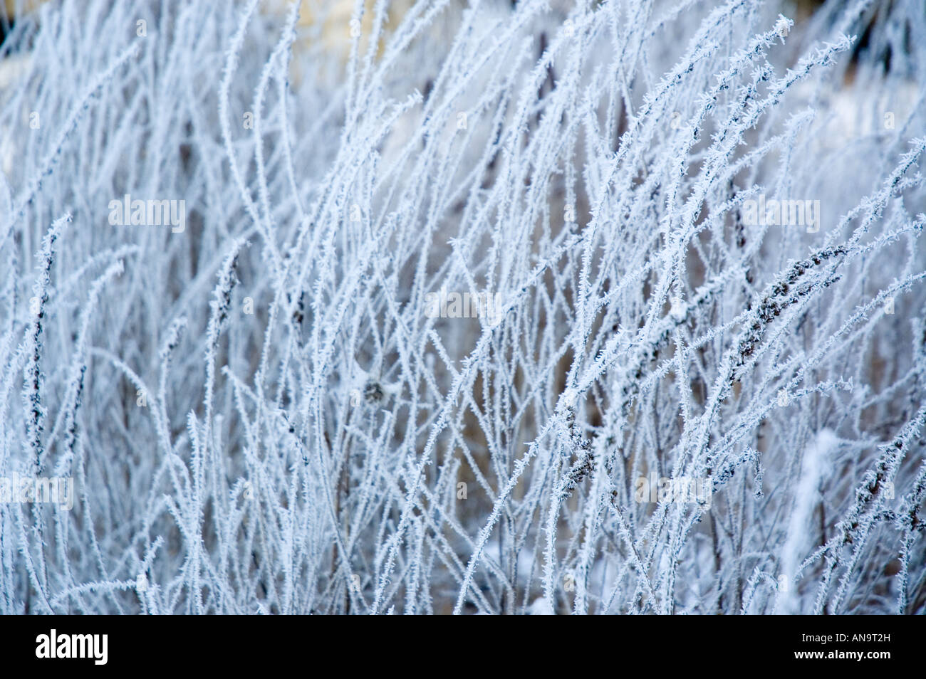 Hoarfrost formed on vegetation Stock Photo - Alamy