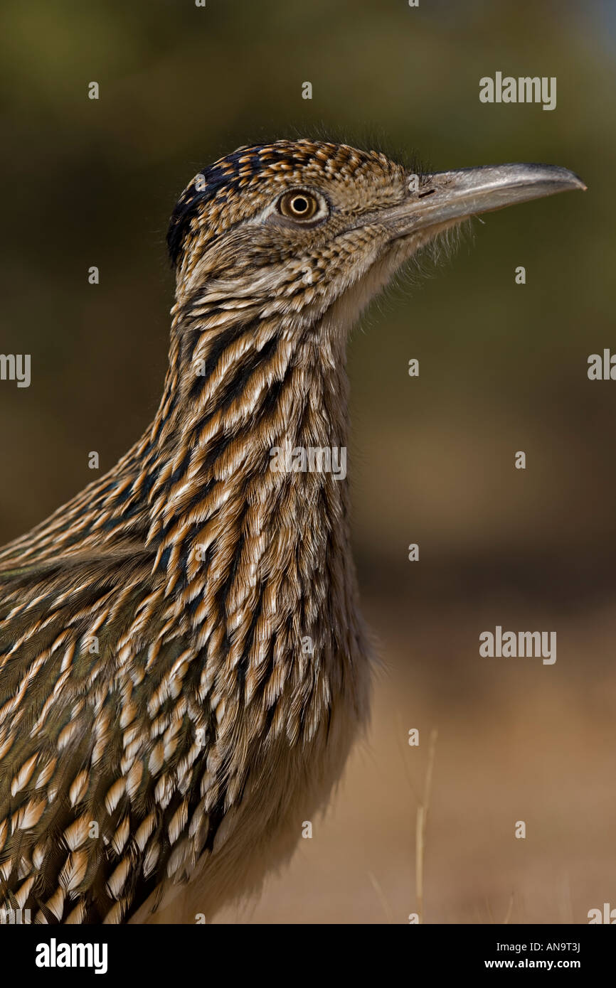 Greater Roadrunner in Sonoran Desert of Arizona Stock Photo - Alamy