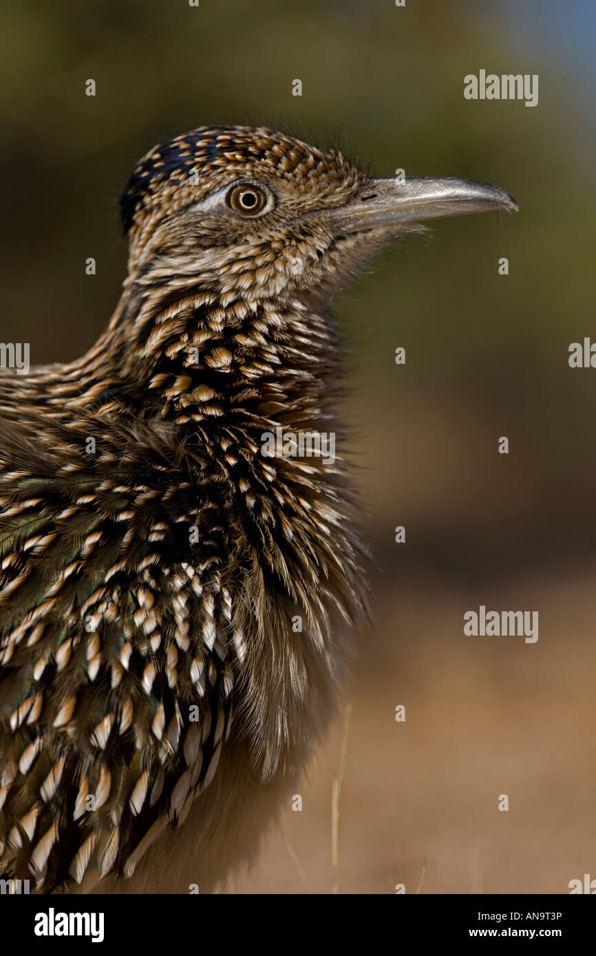 Greater Roadrunner (Geococcyx californianus) Arizona Sonoran Desert ...