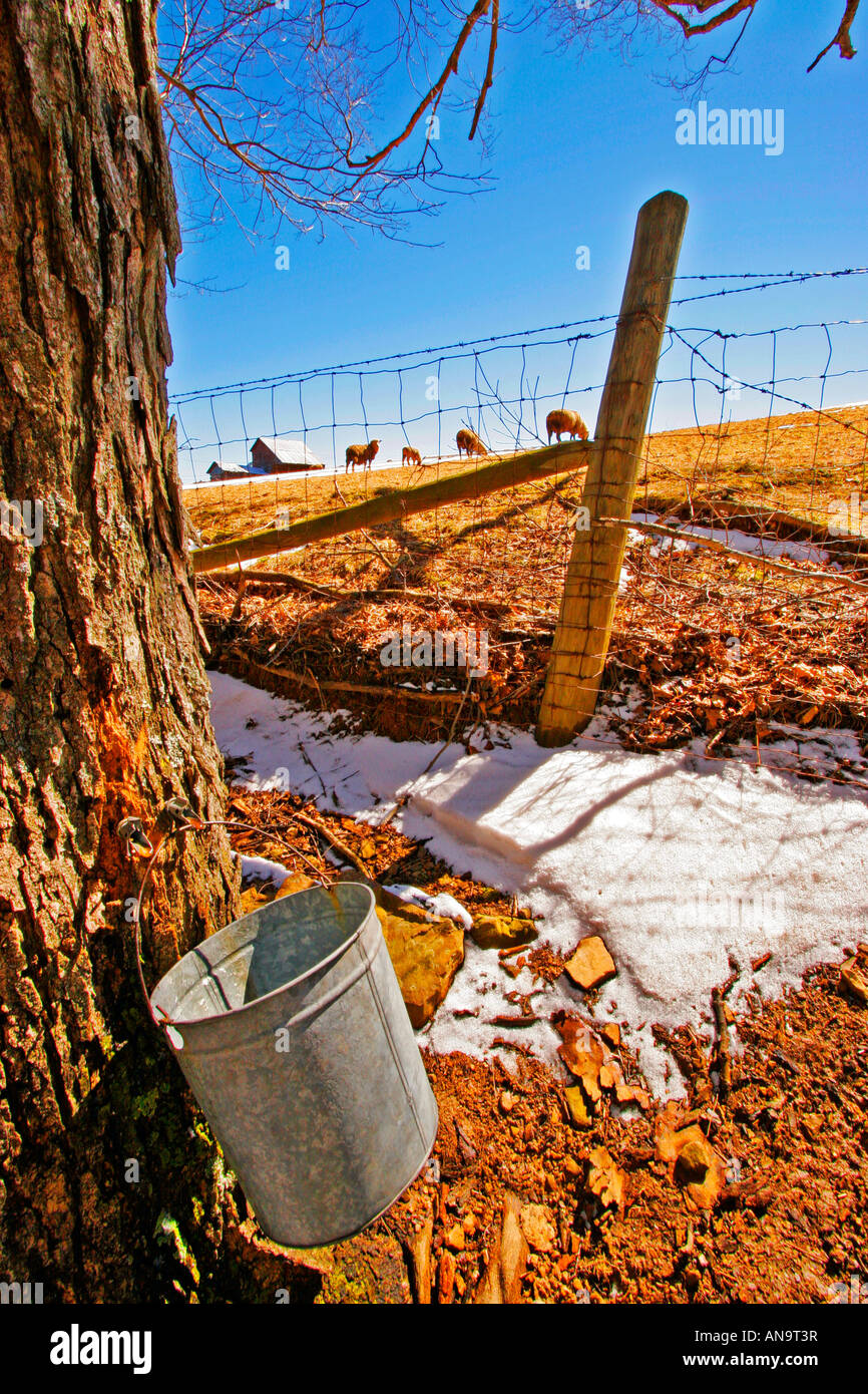 Maple Sugar Bucket, Doe Hill, Shenandoah Valley, Virginia, USA Stock ...